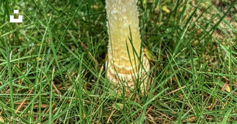 푸른 잔디밭에 빨간색과 흰색 버섯 사진 Unsplash의 무료 버섯 이미지