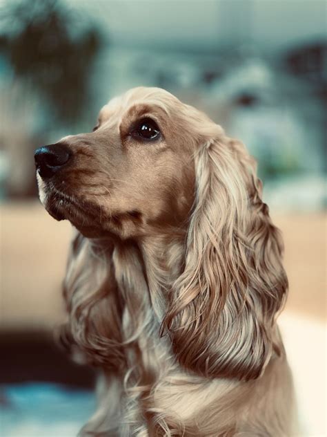 Are Cocker Spaniels Hypoallergenic Cocker Spaniel Guide