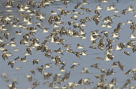 Flocking Birds In Groups Framesofnature