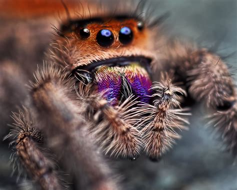 Disvas Inspiration Blog The Phidippus Regius Also Known As The