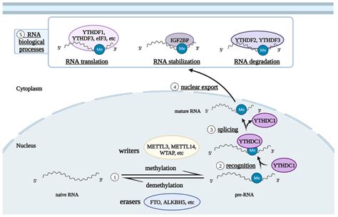 Roles Of Microglia In Neuronal Synapse Pruning And Plasticity A
