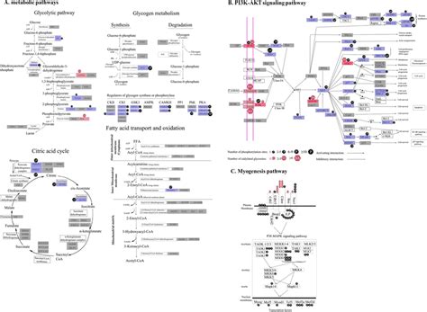 Integrated Pathway Analysis Of The Three Proteomes A Proteomic And