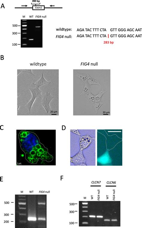 The Chloride Antiporter Clcn7 Is A Modifier Of Lysosome Dysfunction In Fig4 And Vac14 Mutants Pmc