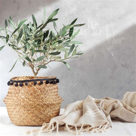 Oliwka Europejska Roślina W Doniczce ️ Roslinydomowepl