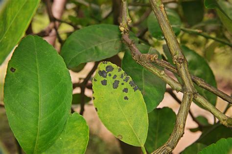 Orange Tree Diseases Citrus Tree Diseases Leaf Curl Treatment
