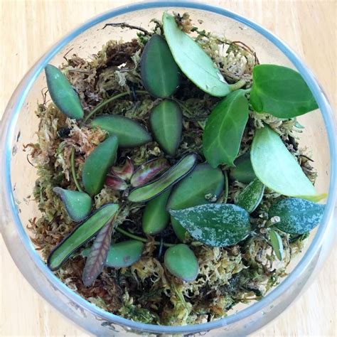 Comprehensive Guide To Hoya Propagation Houseplant Alley
