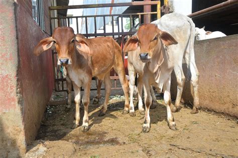 Iskcon Medchal Iskcon Medchal Added A New Photo