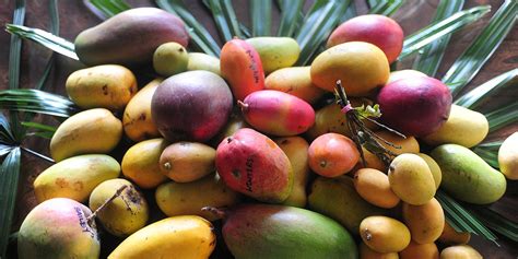 Types Of Mangoes A Complete List Of Mango Varieties Zksonv