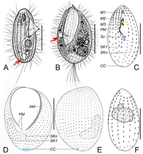 Uronema Nigricans And Lembadion Lucens In Vivo A B And After Download Scientific Diagram