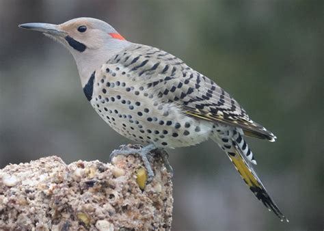 Female And Male Yellow Shafted Northern Flickers Project Feederwatch