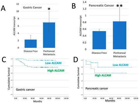 Activated Leukocyte Cell Adhesion Molecule Alcam A Potential ‘seed