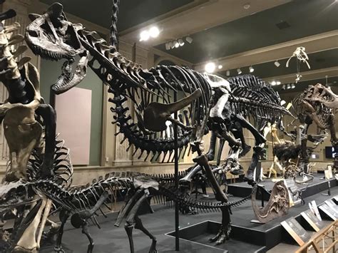 All About Carnotaurus