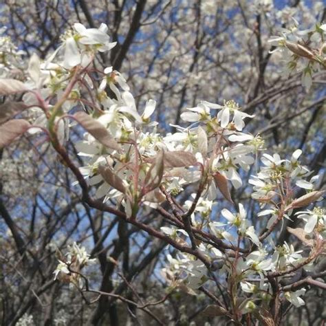 Western Serviceberry Nature Of Your Neighborhood