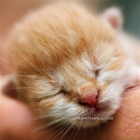 When Do Kittens Open Their Eyes Kittens Are Born With Their Eyes