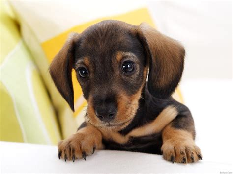 Cute Dapple Dachshund Puppies