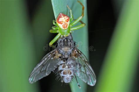 A Green Spider With A Hunted Fly Stock Image Image Of Kill Natural 264995393