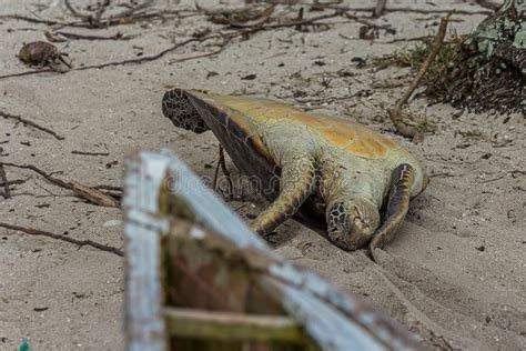 Dead Green Sea Turtle Chelonia Mydas On The Shore Of The Coral Atoll