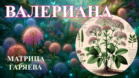 Валериана🌸Матрица Гаряева🎆valerian🌸garyaev Matrix Youtube