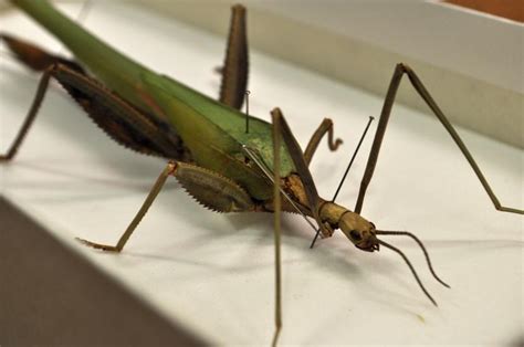 A Behind The Scenes Look At Our Stick Insect Collection Western