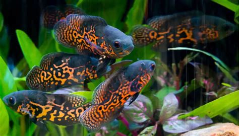 How To Sex Oscar Fish A Step By Step Guide For Beginners How To Sex Oscar Fish A Step By Step Guide For Beginners