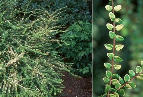 Botanical Identification Test Shrubs Flashcards Quizlet