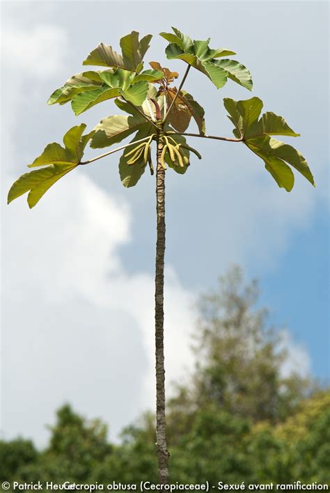 Genus Cecropia Urticaceae