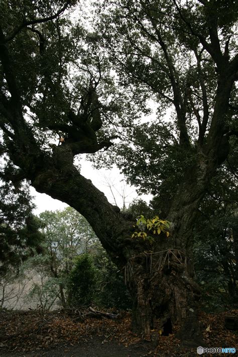 御神木 By 幻視人 （id：8305112） 写真共有サイトphotohito