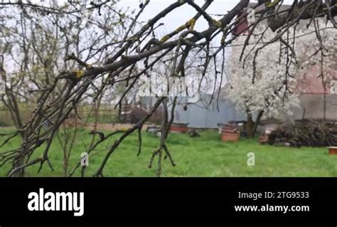 Work Pruning Stock Videos And Footage Hd And 4k Video Clips Alamy