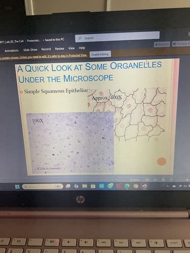 Anatomy And Physiology Lab Midterm Flashcards Quizlet