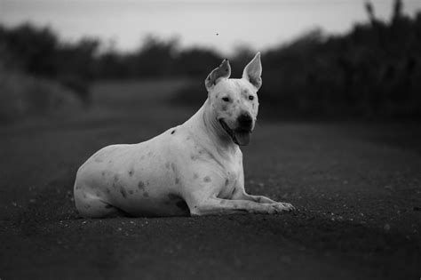 Creating Differential Diagnosis List Using Vindicate — Andréas Astier