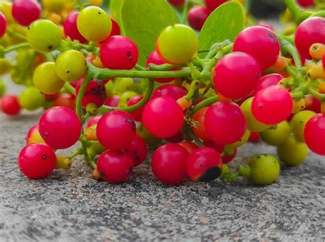 Green Giloy Capsule Tinospora Cordifolia Capsules Neem Giloy 60 Capsules Packaging Type Box At