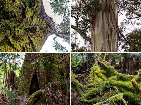 5 Ingenious Things Trees Do That Human Designers Can Learn From Find An Expert The