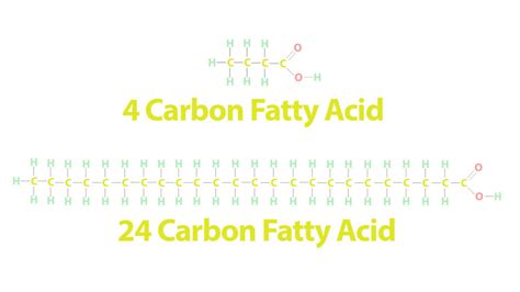 Understanding Fats Lipids Awesome Structure And Function