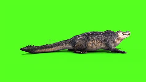 crocodile runcycle loop side green screen 3d rendering animation stock