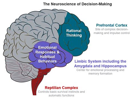 Decision Making Brain
