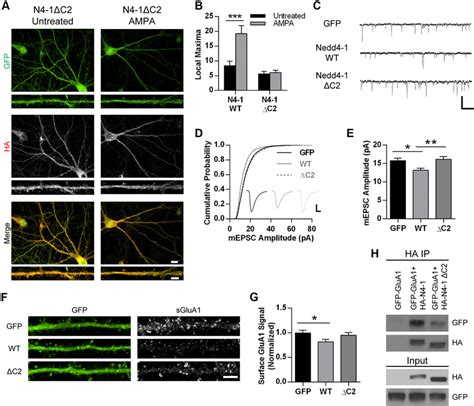 Nedd4 1s C2 Domain Regulates Its Trafficking And Function In Neurons