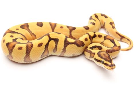 Enchi Orange Dream Fire Het Puzzle Pos Het Cryptic Ball Python By Austrian Reptiles Morphmarket
