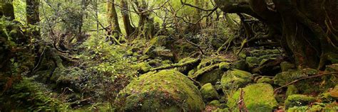 Yakushima Forest Yakushima Island National Park National Parks Of