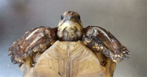 Tortuga Morrocoy Murió Por Malformaciones En Su Caparazón Tras