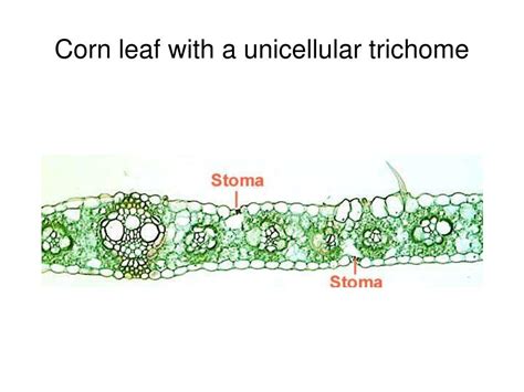 Ppt Epidermis Ii Powerpoint Presentation Free Download Id7044756