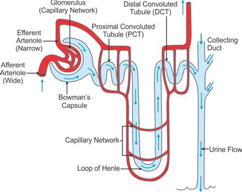 Explain Structure And Function Of Nephron Homework Help Mycbseguide