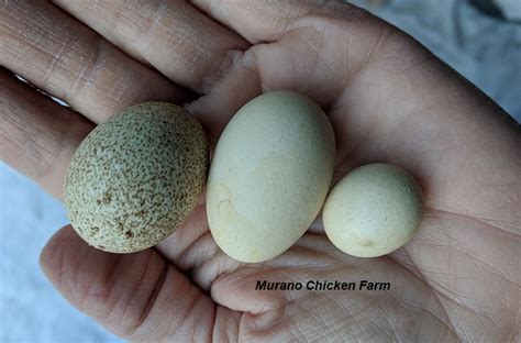The Legend Of The Cock Egg Murano Chicken Farm