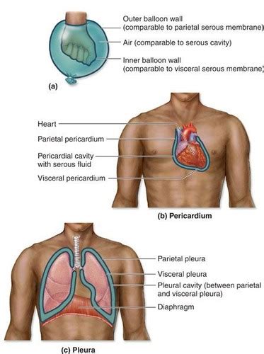 Anatomy I Flashcards Quizlet