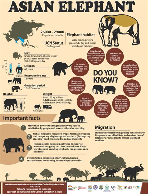Indian Elephant Facts Indian Elephant Facts Diet Habitat