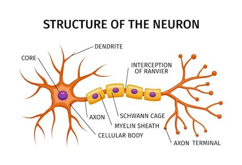 Synapse Brain Diagram