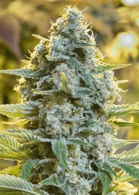 Moby Dick Strain Info Moby Dick Weed By Silent Seeds Growdiaries