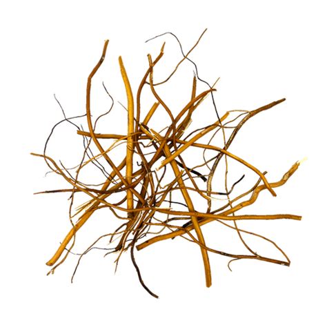 Amber Root Wio