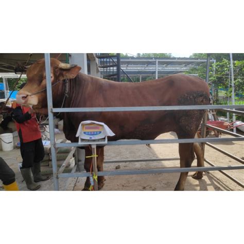Jual Jual Sapi Qurban 2022 Limousine And Pegon Berat 550kg Shopee Indonesia