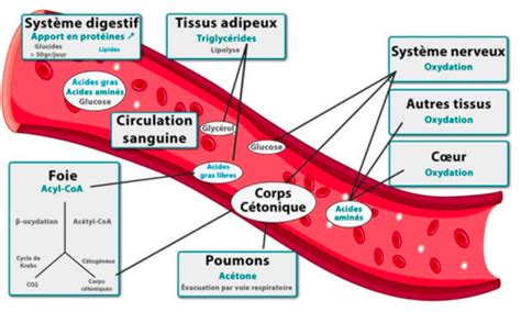 Comment Fonctionne Le Métabolisme Durant Le Régime Protéiné Cétofine 21