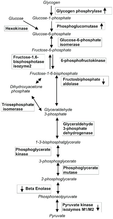 Glycogenesis Steps Glycogenesis And Glycogenolysis Concise Medical